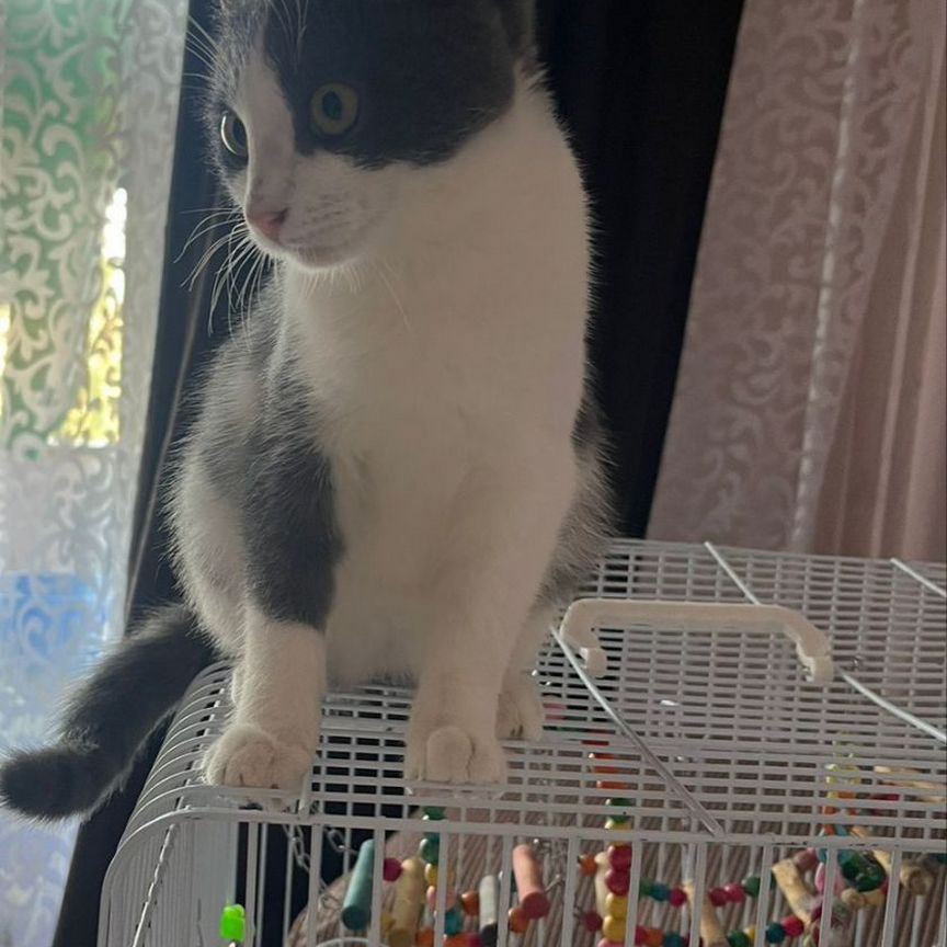 Кошечка ищет дом