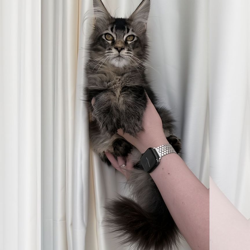 Мейн-кун котёнок