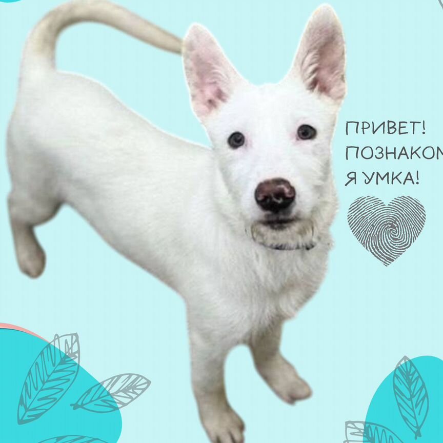 Щенок в добрые руки