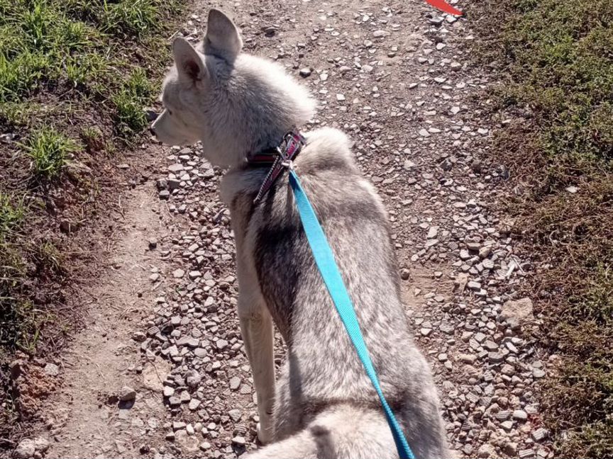 Отдаю Хаски