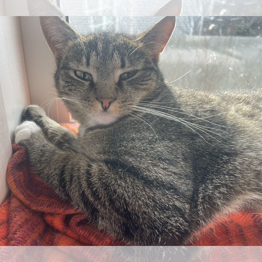 Самая ласковая кошечка ищет дом