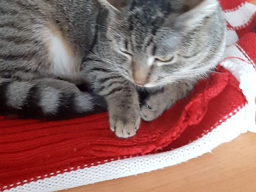 Кошка