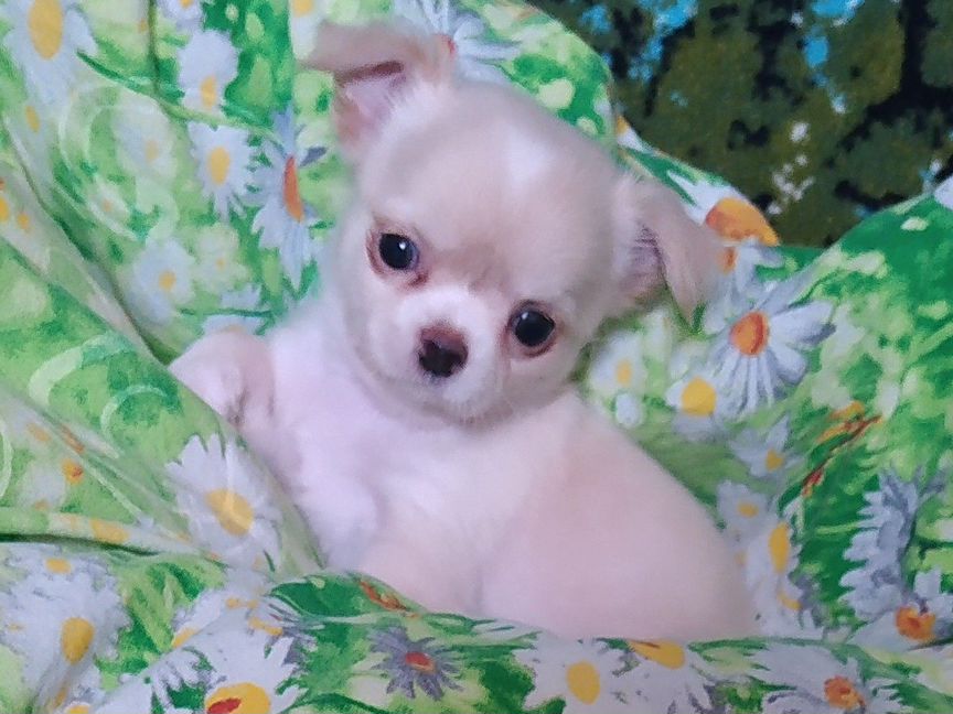 Нежный одуванчик