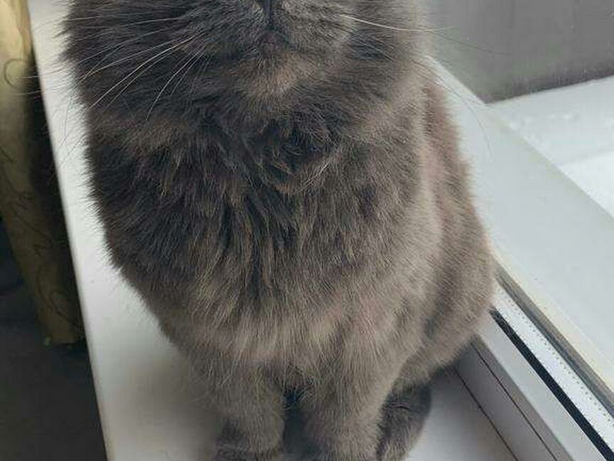 Нибелунг девочка стерилизована 8 месяцев