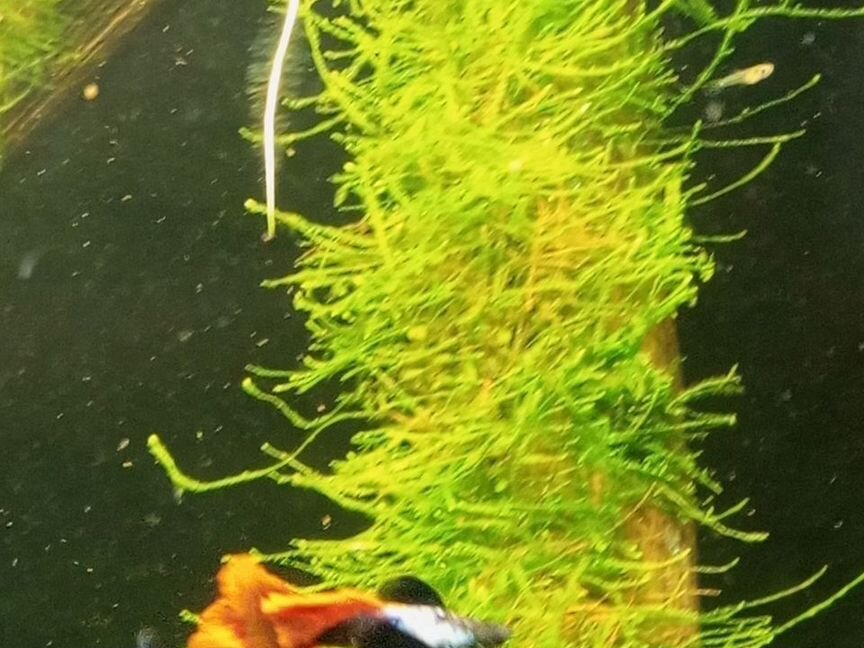 Гуппи слоновьи уши