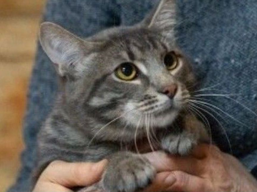 Хоуп - шикарный кот доя любящего человека