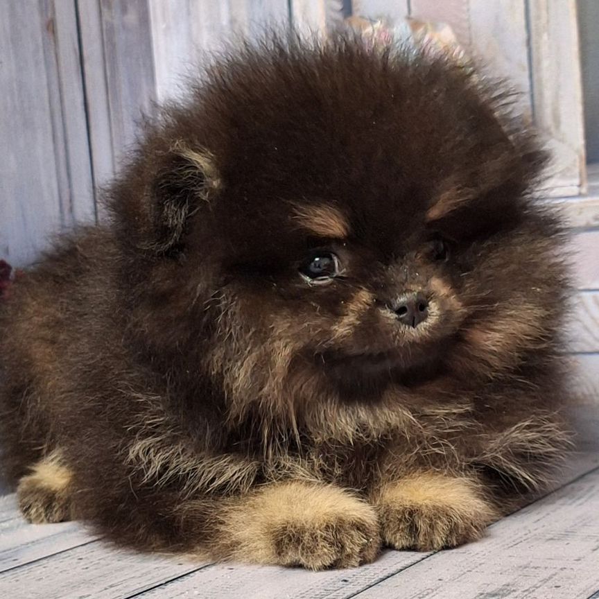 Померанский шпиц, щенок