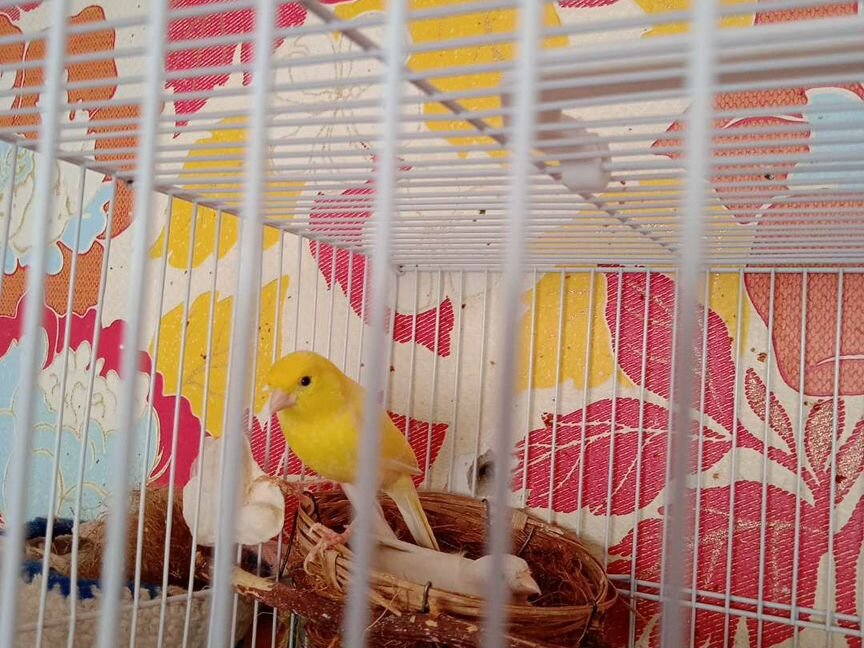 Кенары певчий