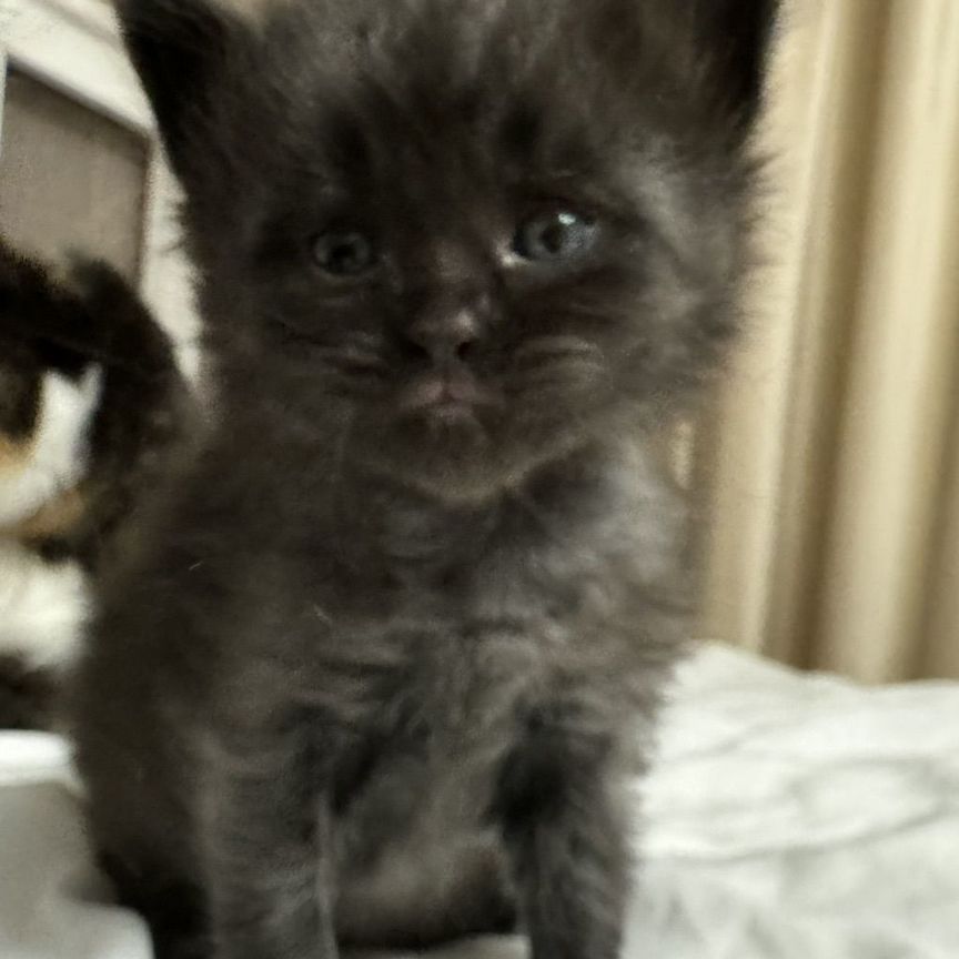 Котенок мэйнкун метис