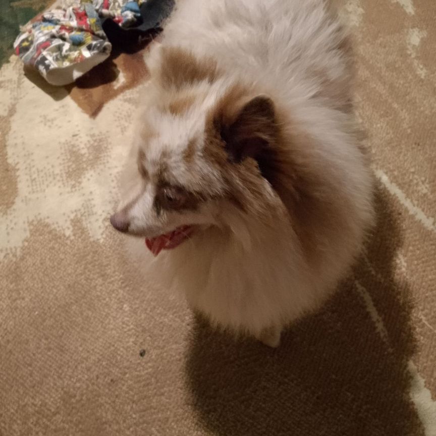 Немецкий шпиц