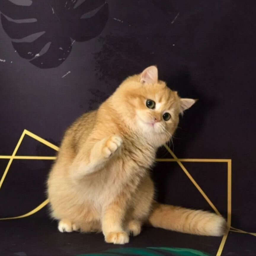 Яркий британский котик