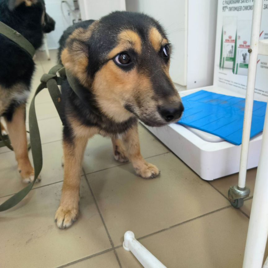 Взрослая собака в добрые руки