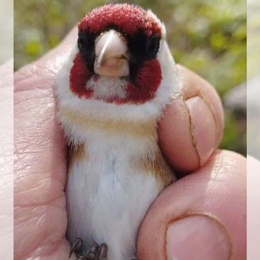 Певчих птицы