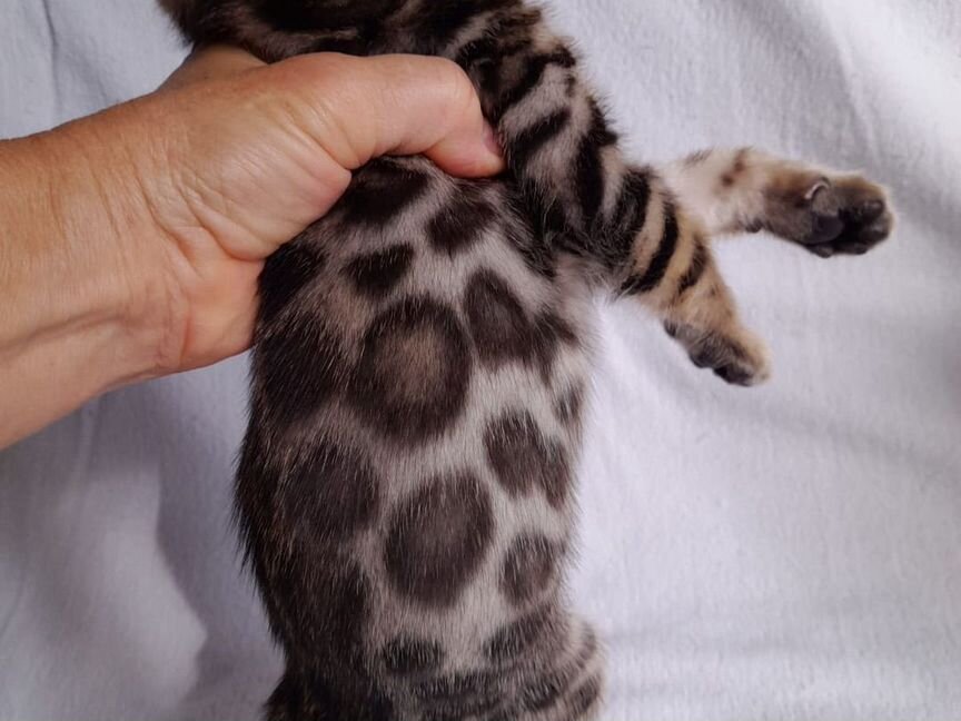 Бенгальские снежные котята