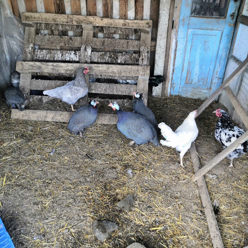 Куры курочки мини курочки цысарки