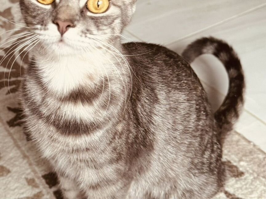 Котята в добрые руки приучены к лотку