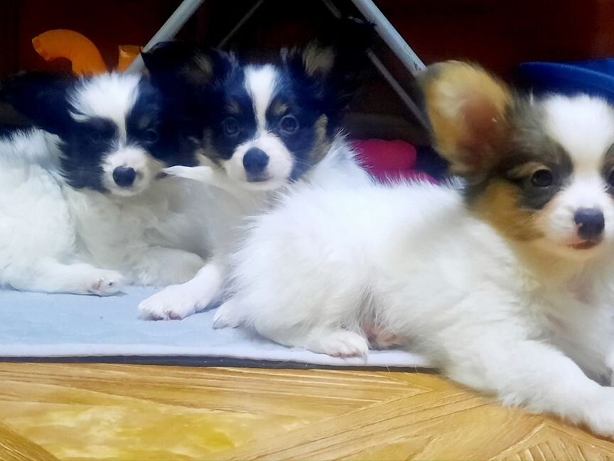 Щенки папийона