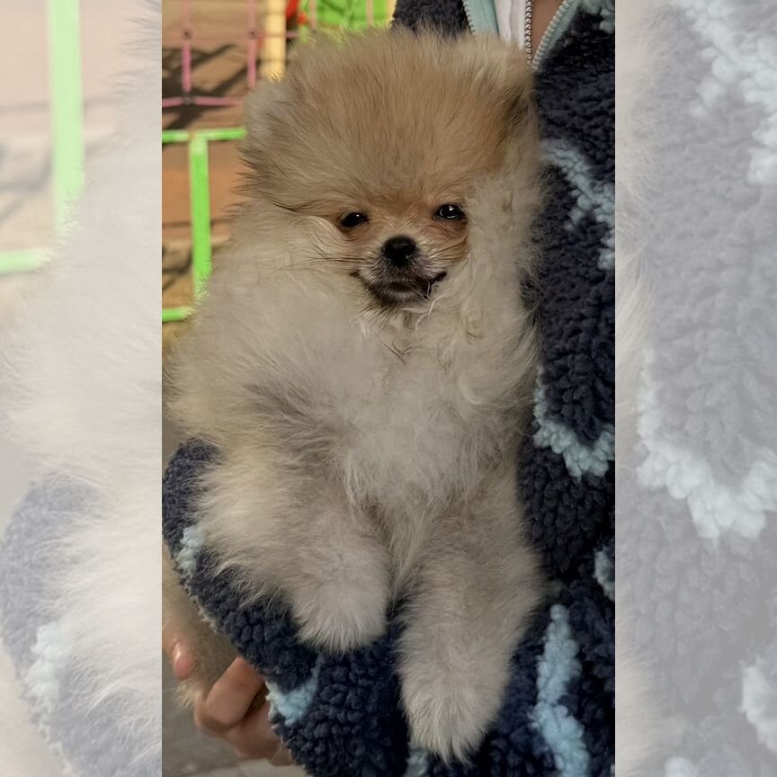 Померанский шпиц, щенок