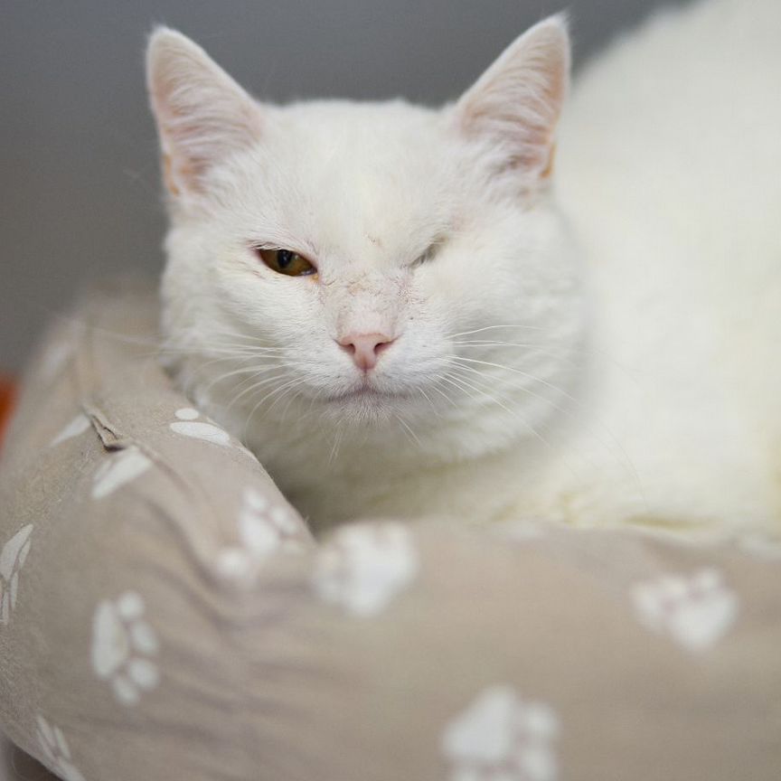 Взрослый кот в добрые руки