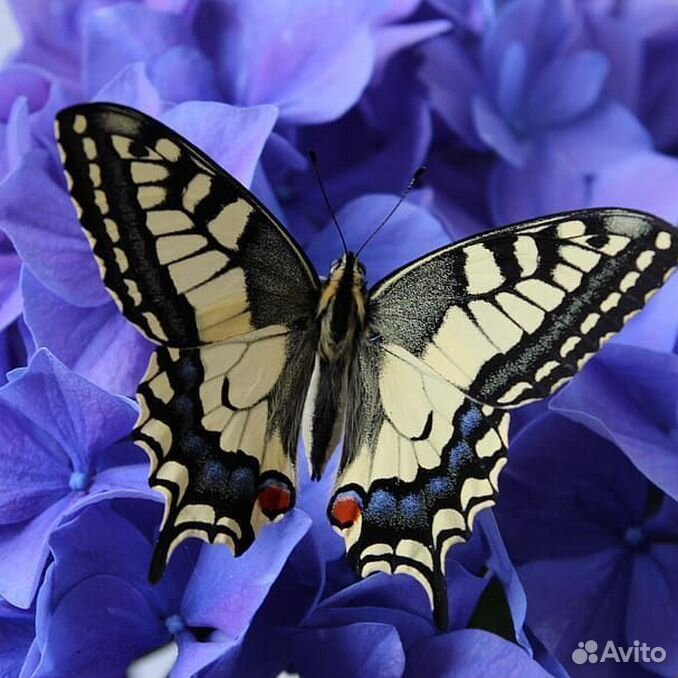Живые Бабочки т/б-184