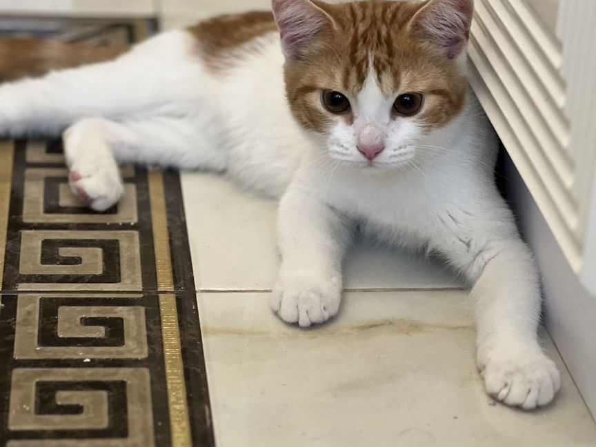 Безумно ласковый плюшевый котенок