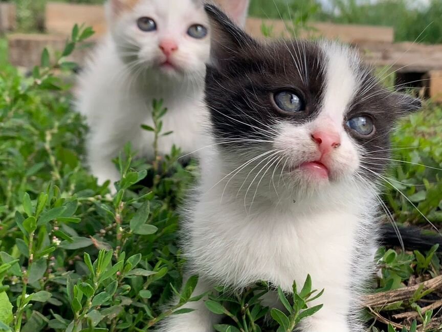 Котята-мышеловки в добрые руки