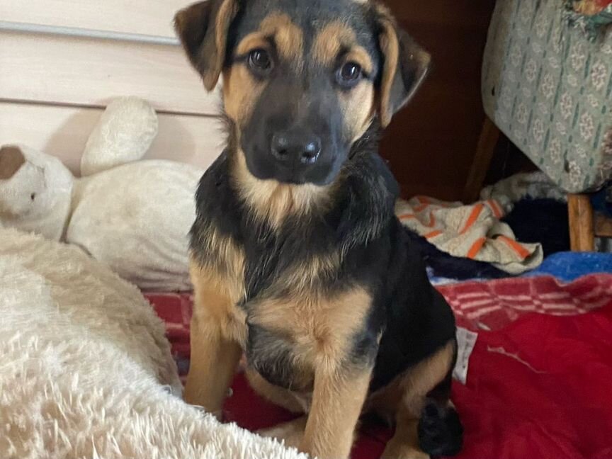 Супер щенки