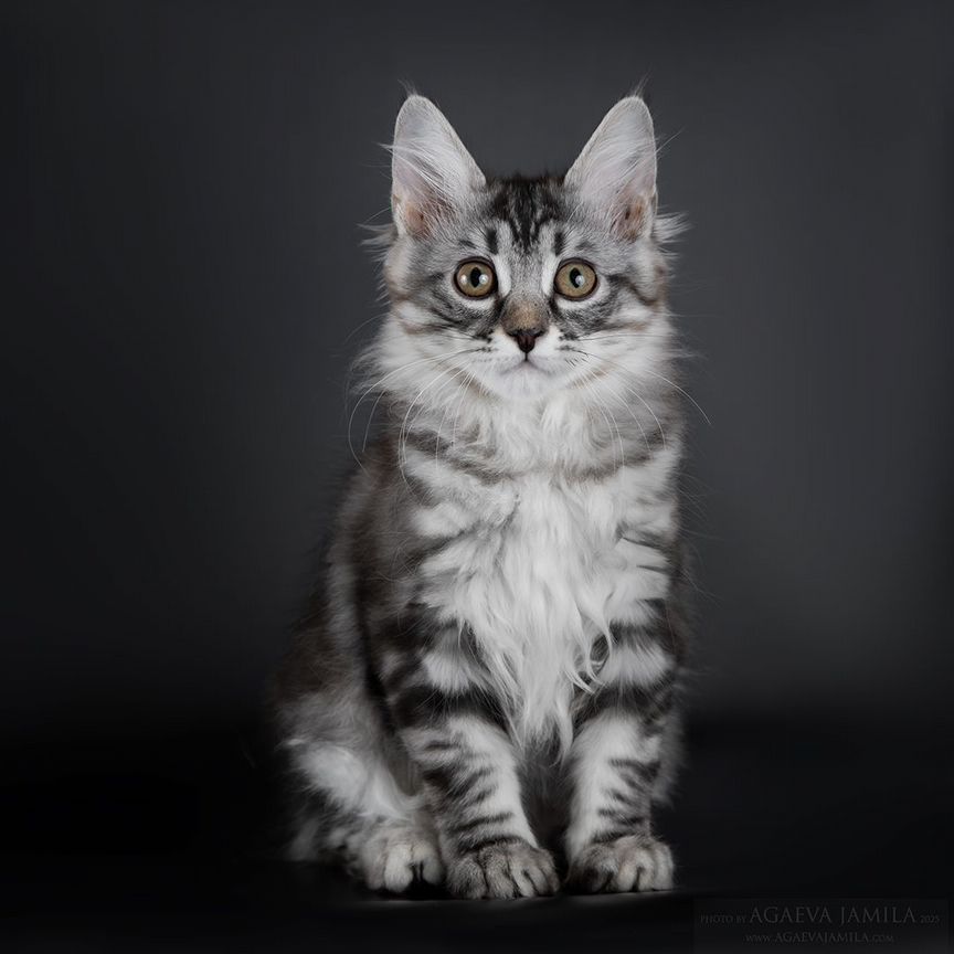 Котята курильского бобтейла