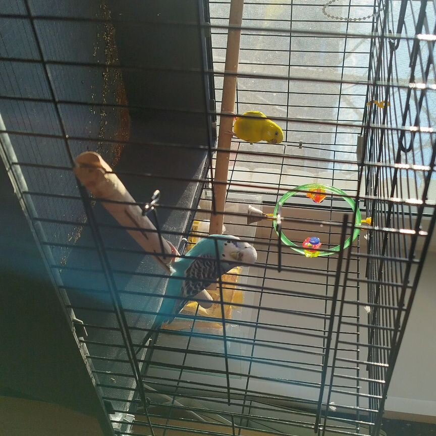 Волнистые попугайчики с клеткой