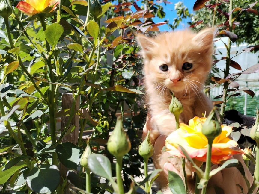 Котята в добрые руки
