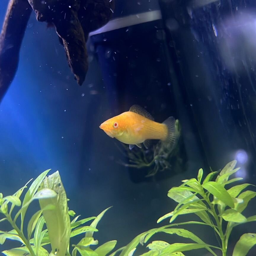 Моллинезия велифера оранж