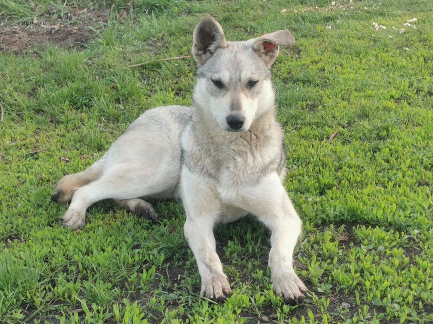 Собака в добрые руки