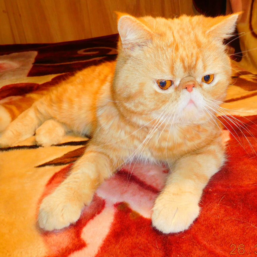 Экзотический короткошёрстный кот, вязка