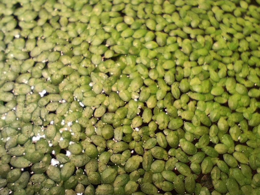 Ряска аквариумная