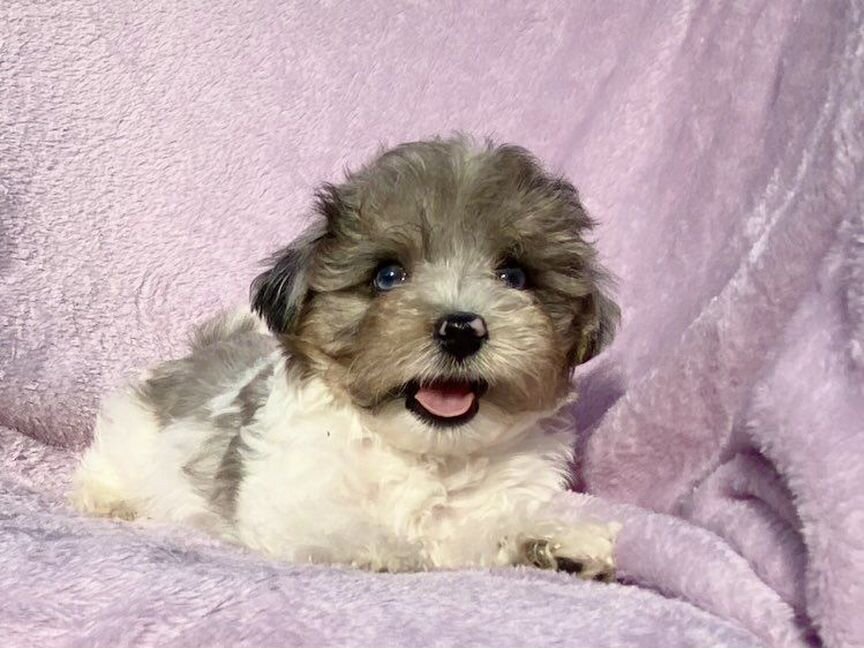 Мальтипу голубоглазый мальчик