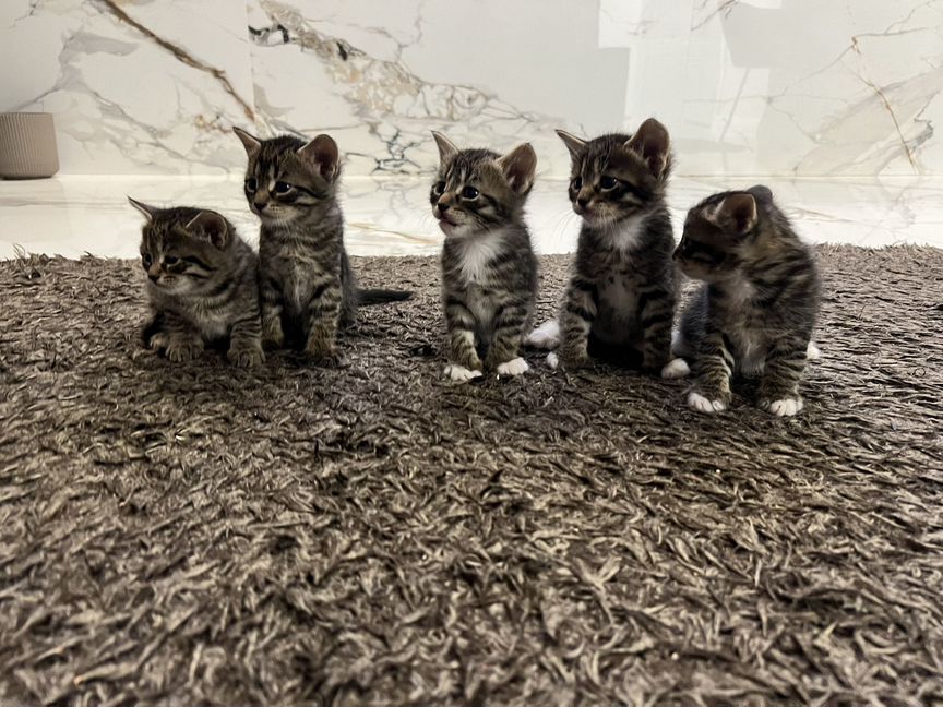 Котята 3 малчика 2 девочки всех разобрали