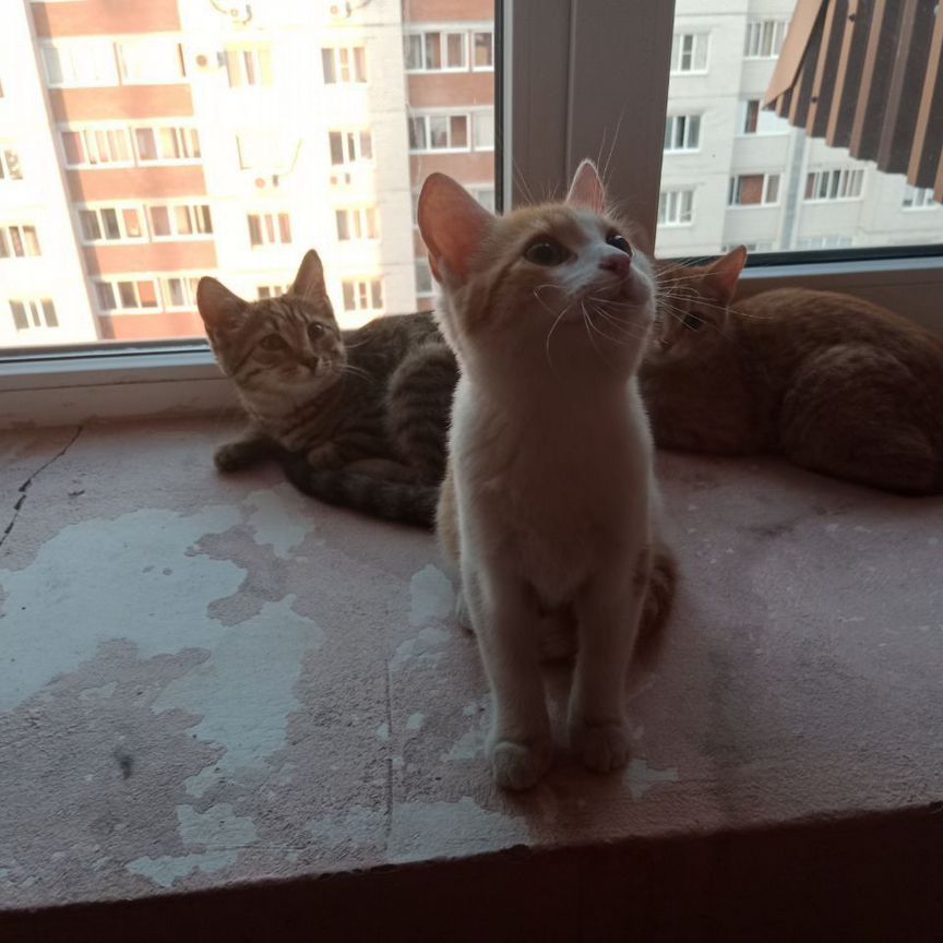 Милые котята ищут дом