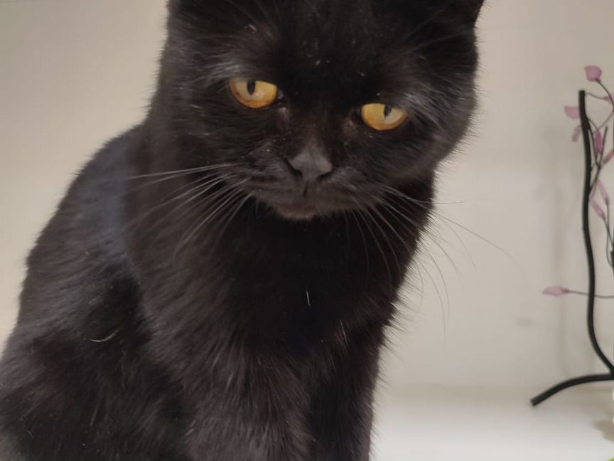 Брошенная Тея ищет дом