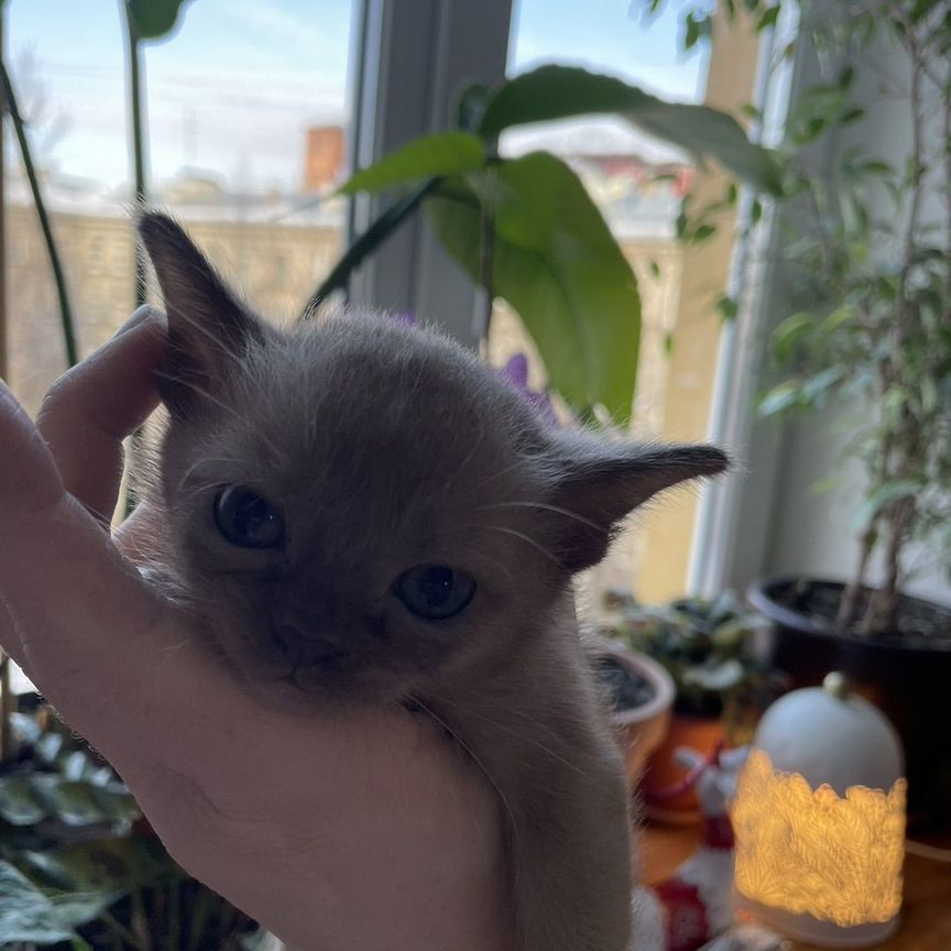 Бурманские котята с родословной