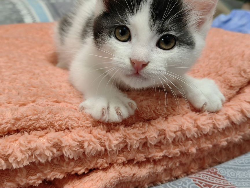 Котёнок ищет любящие руки