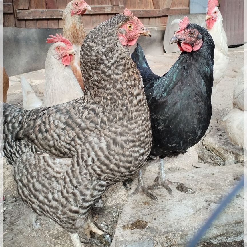 Куры несушки продам