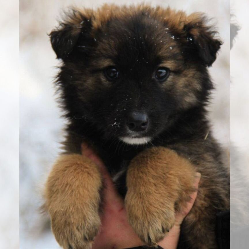 Щенок в добрые руки