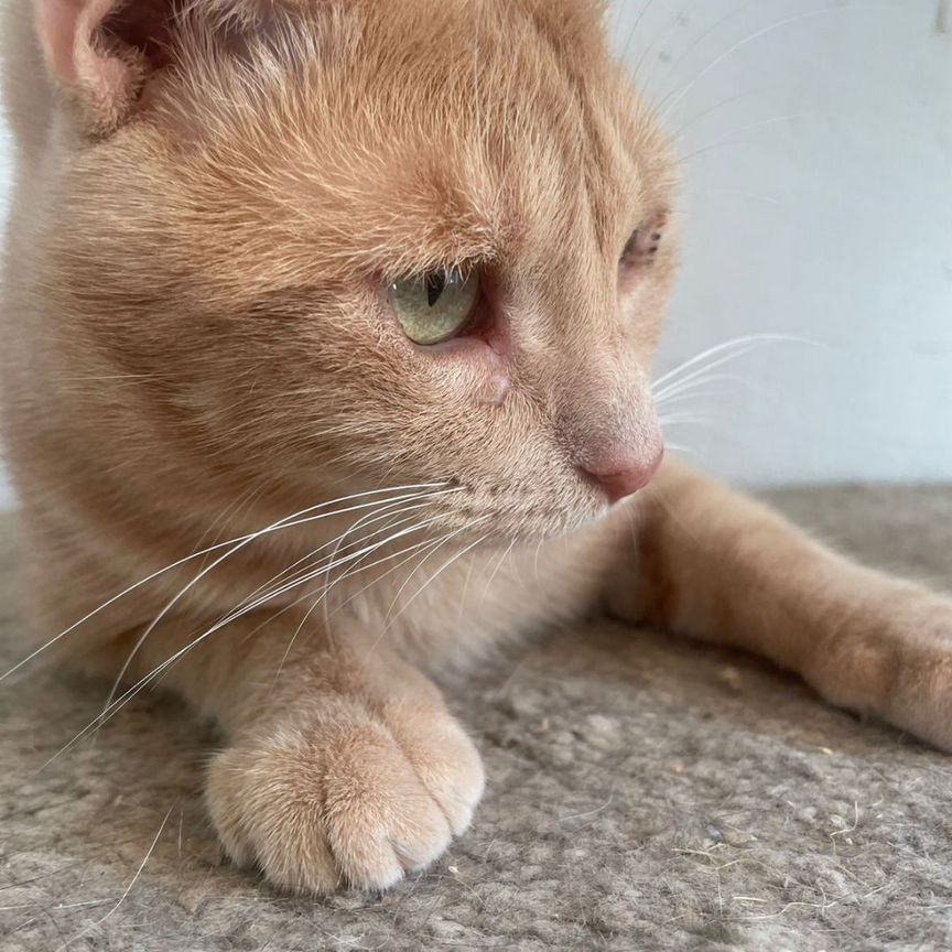 Замечательный мурчалка, котик, в добрые ручки