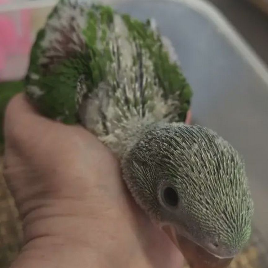 Попугай александрийский и другие виды крупных