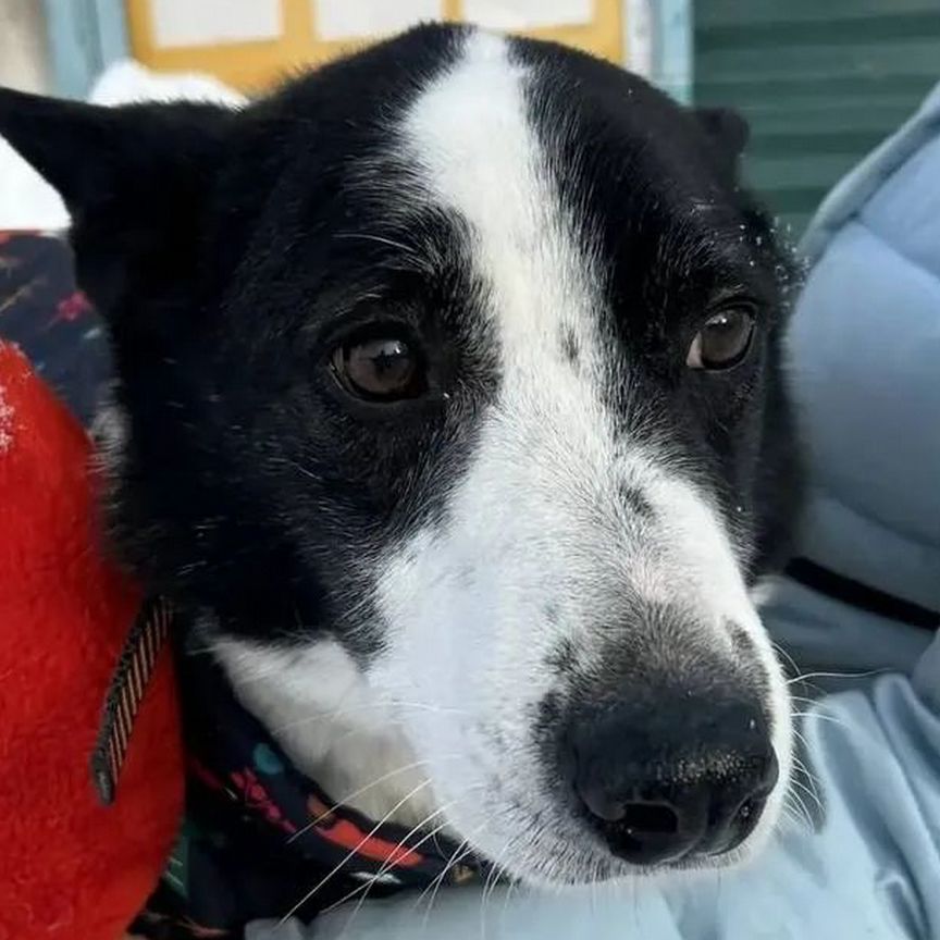 Взрослый пёс в добрые руки