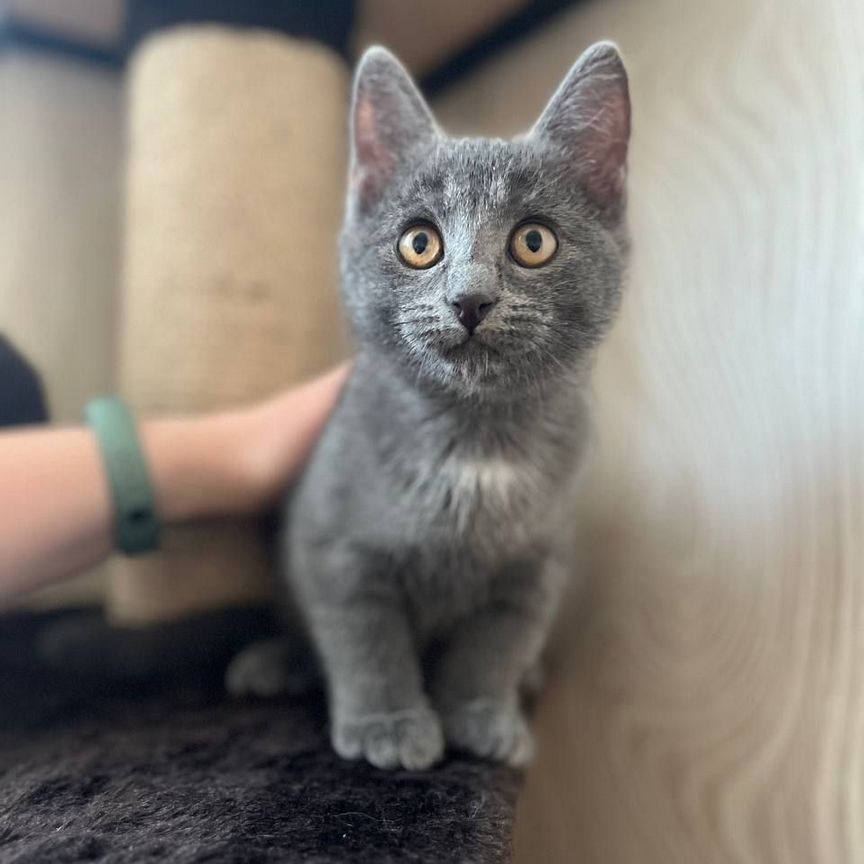 Котенок в добрые руки