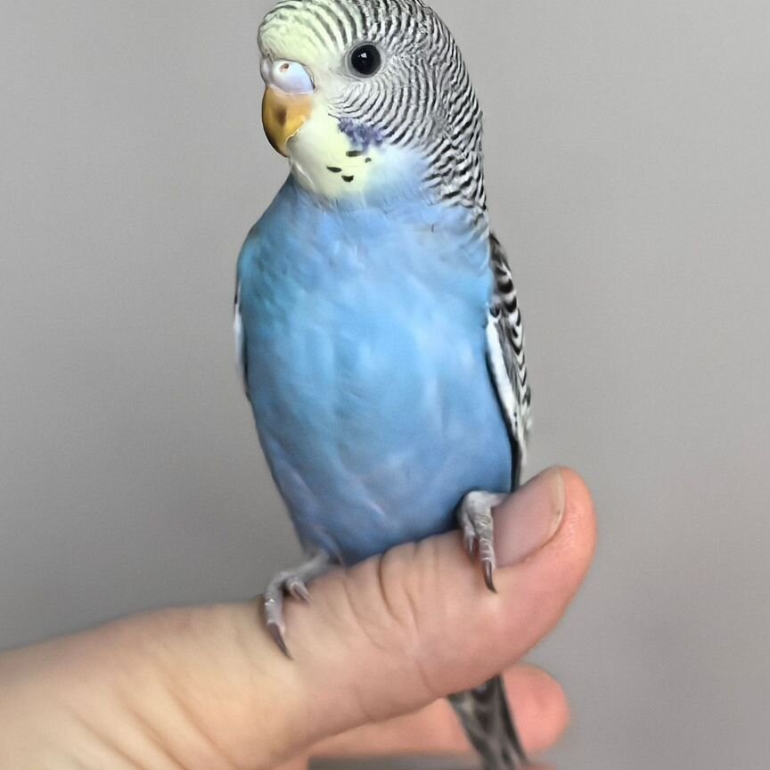 Птенец волнистого попугая. Ручной. Самочка