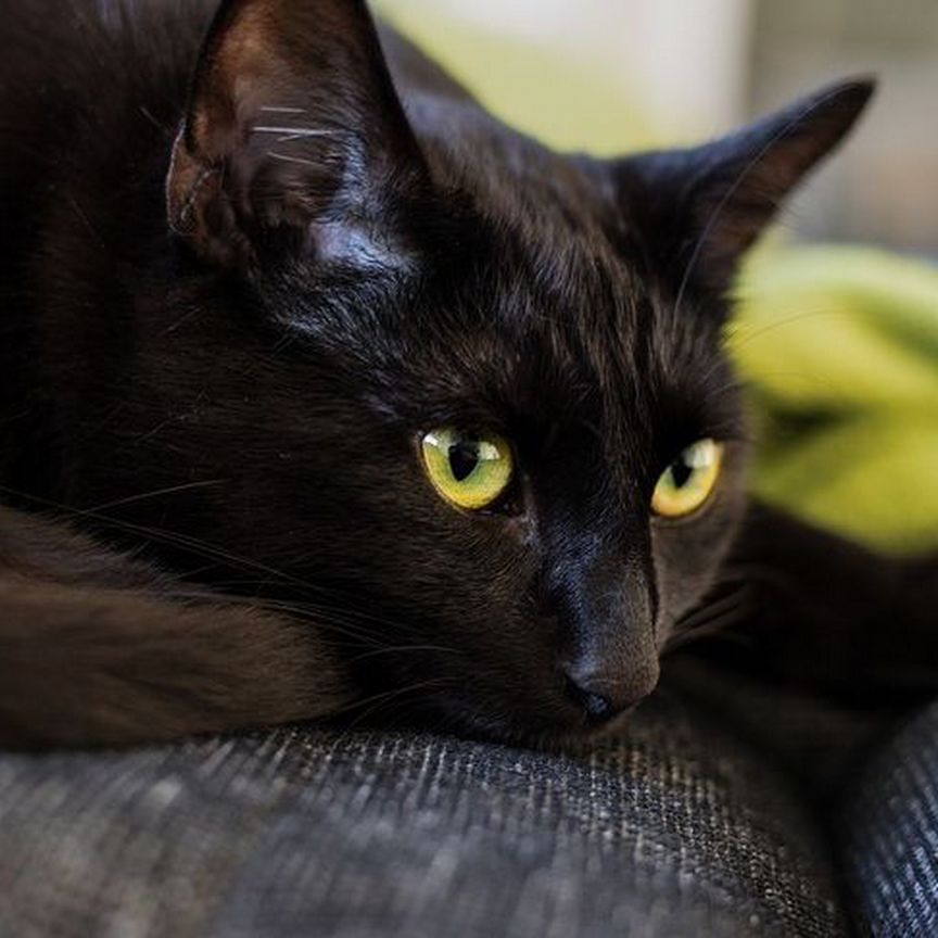 Кошка