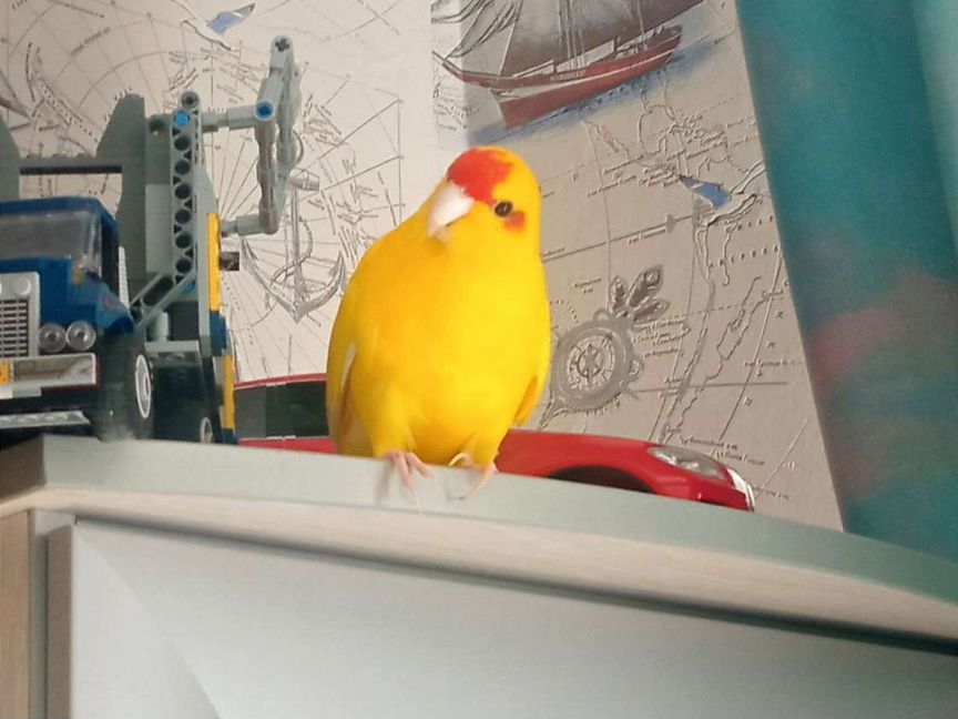 Попугай кокарик