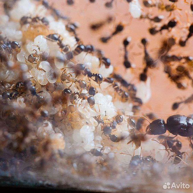 Tetramorium caespitum